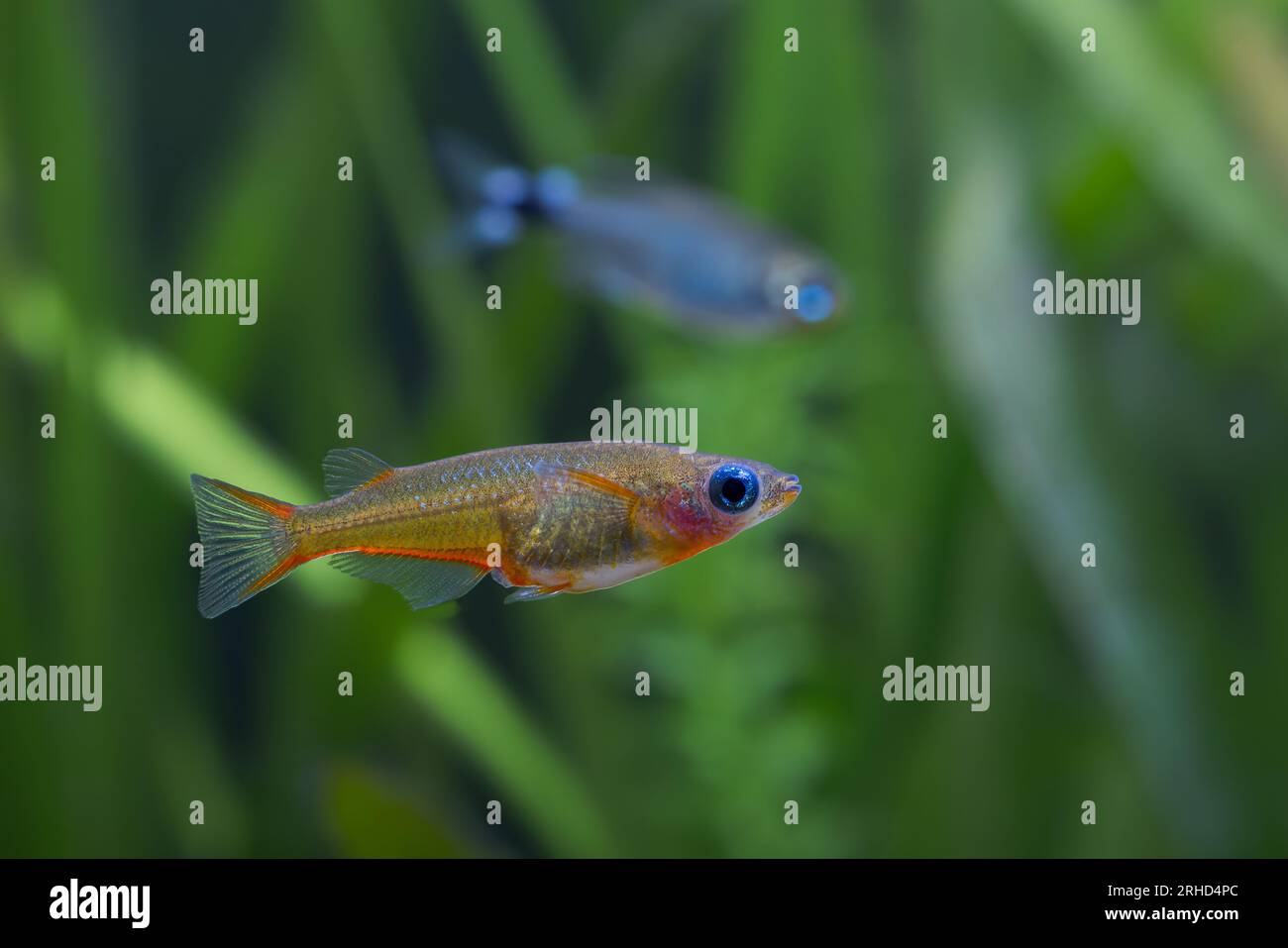 Aquaria hi-res stock photography and images - Alamy