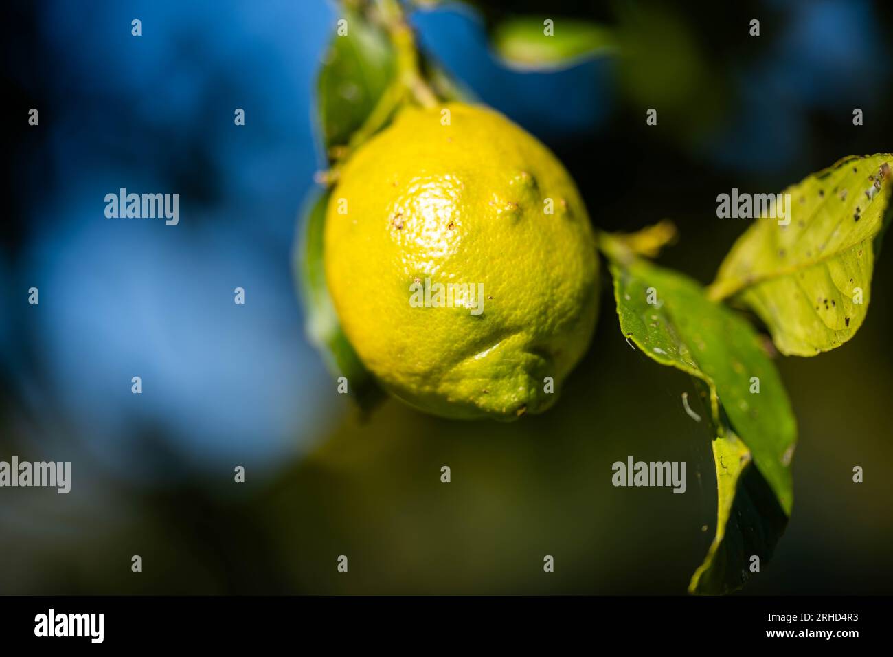 Australian lemon leaf hi-res stock photography and images - Alamy