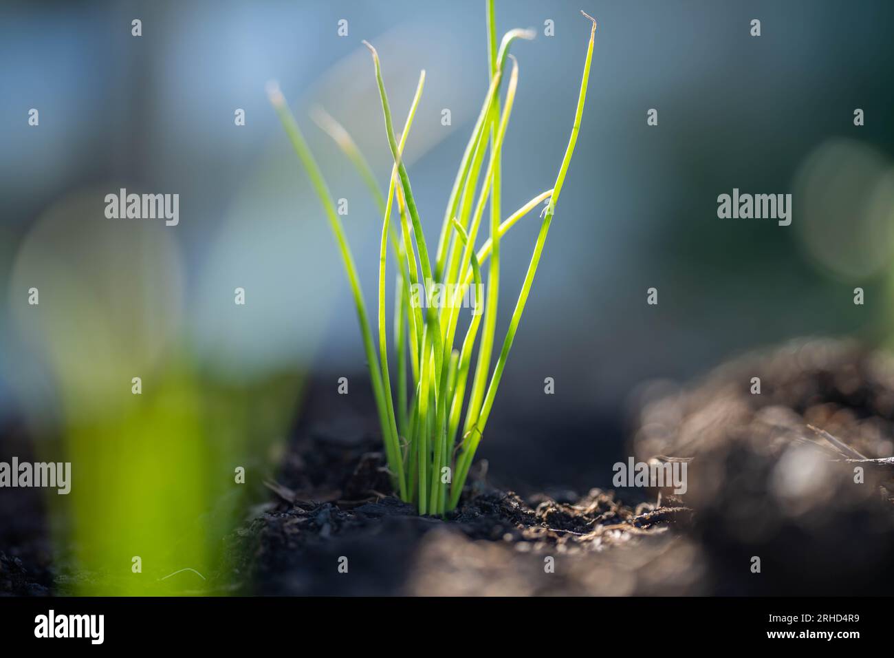 spring onions crop growing in a garden in australia in spring Stock ...