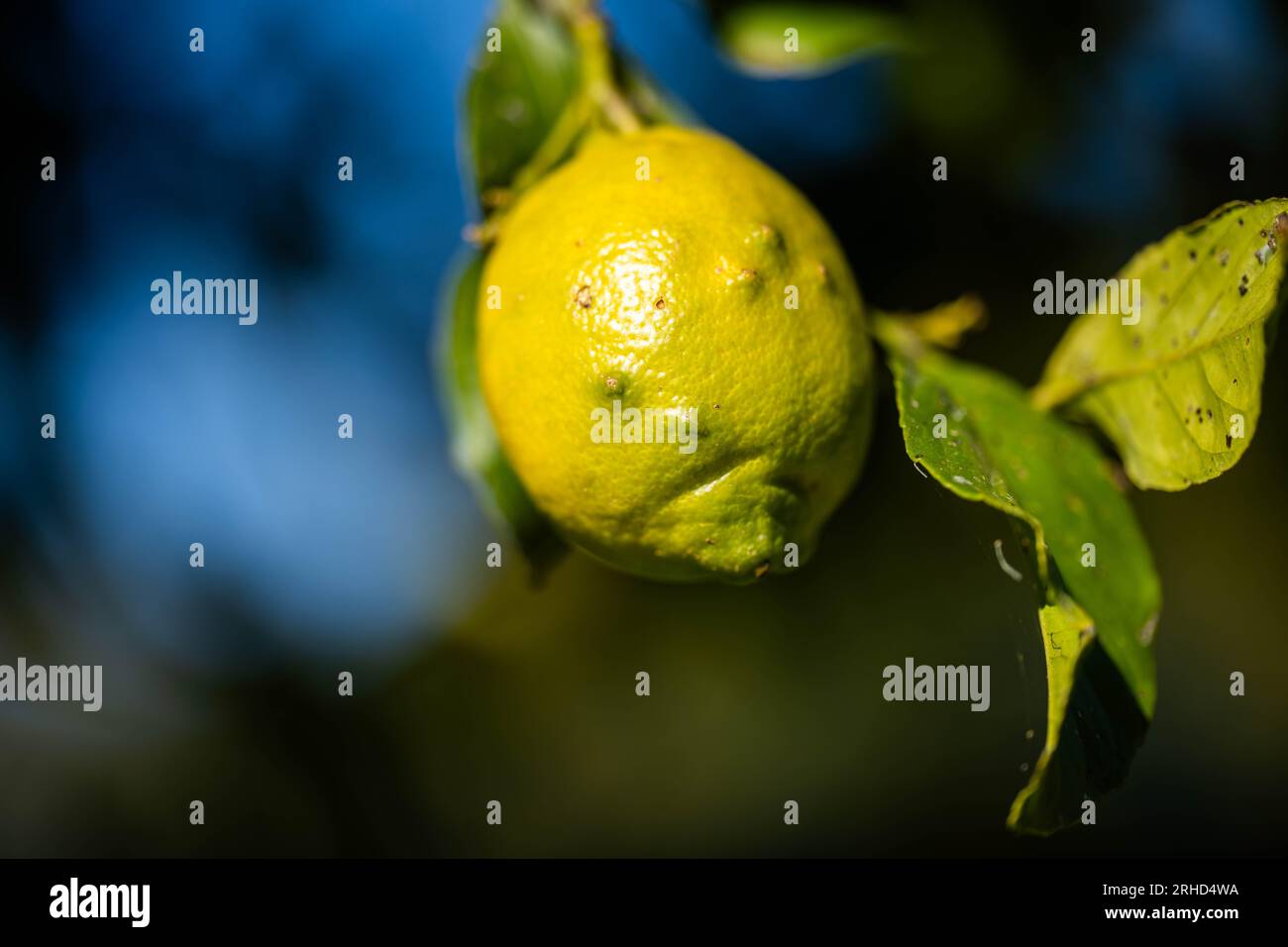 Australian lemon leaf hi-res stock photography and images - Alamy