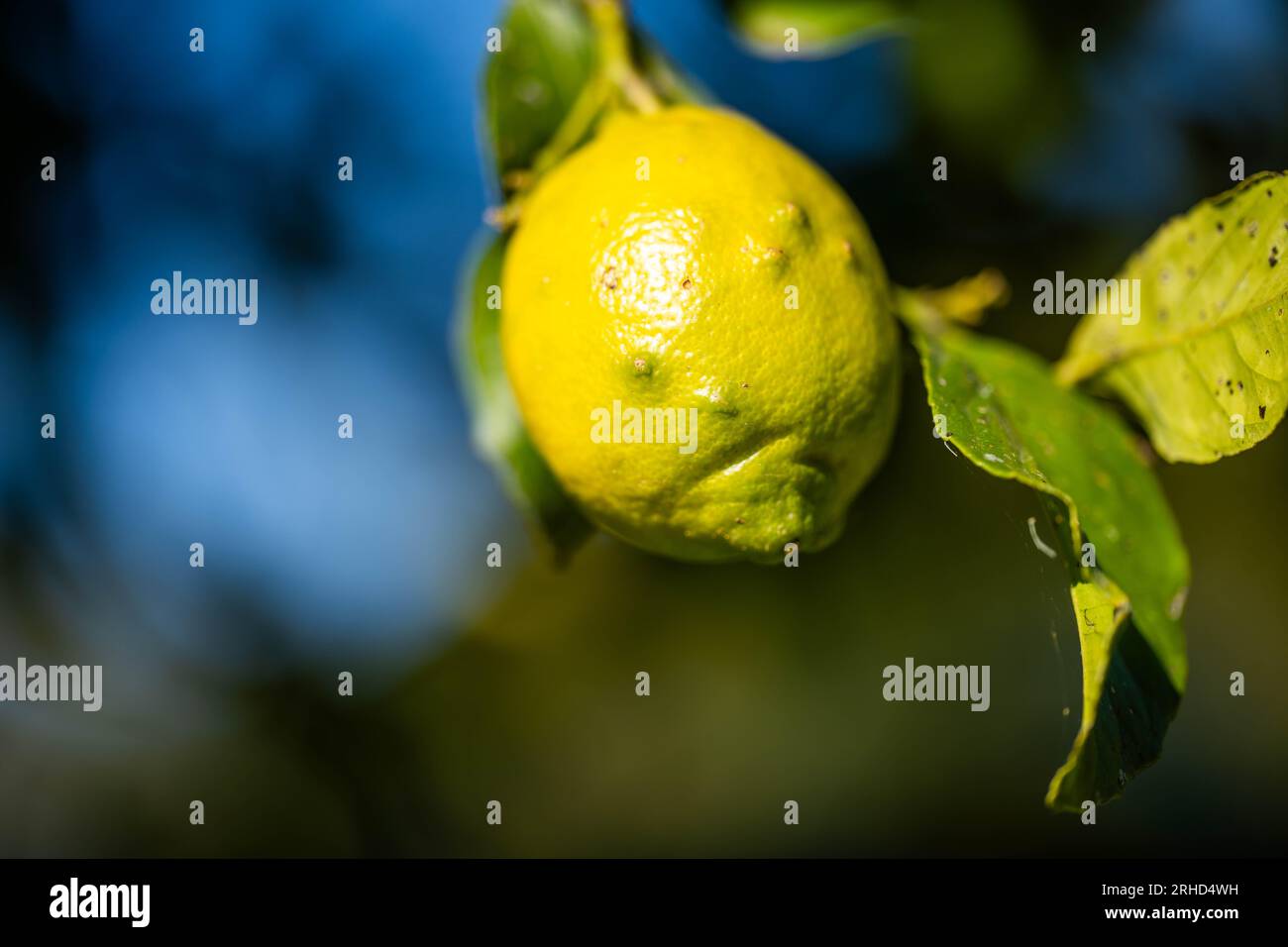 close up of lemons on a tree in australia in spring Stock Photo - Alamy
