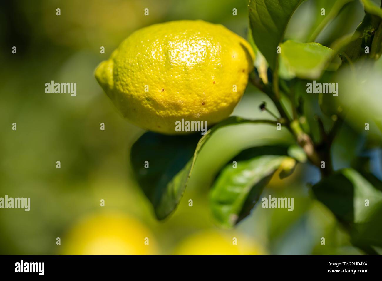 Australian lemon leaf hi-res stock photography and images - Alamy