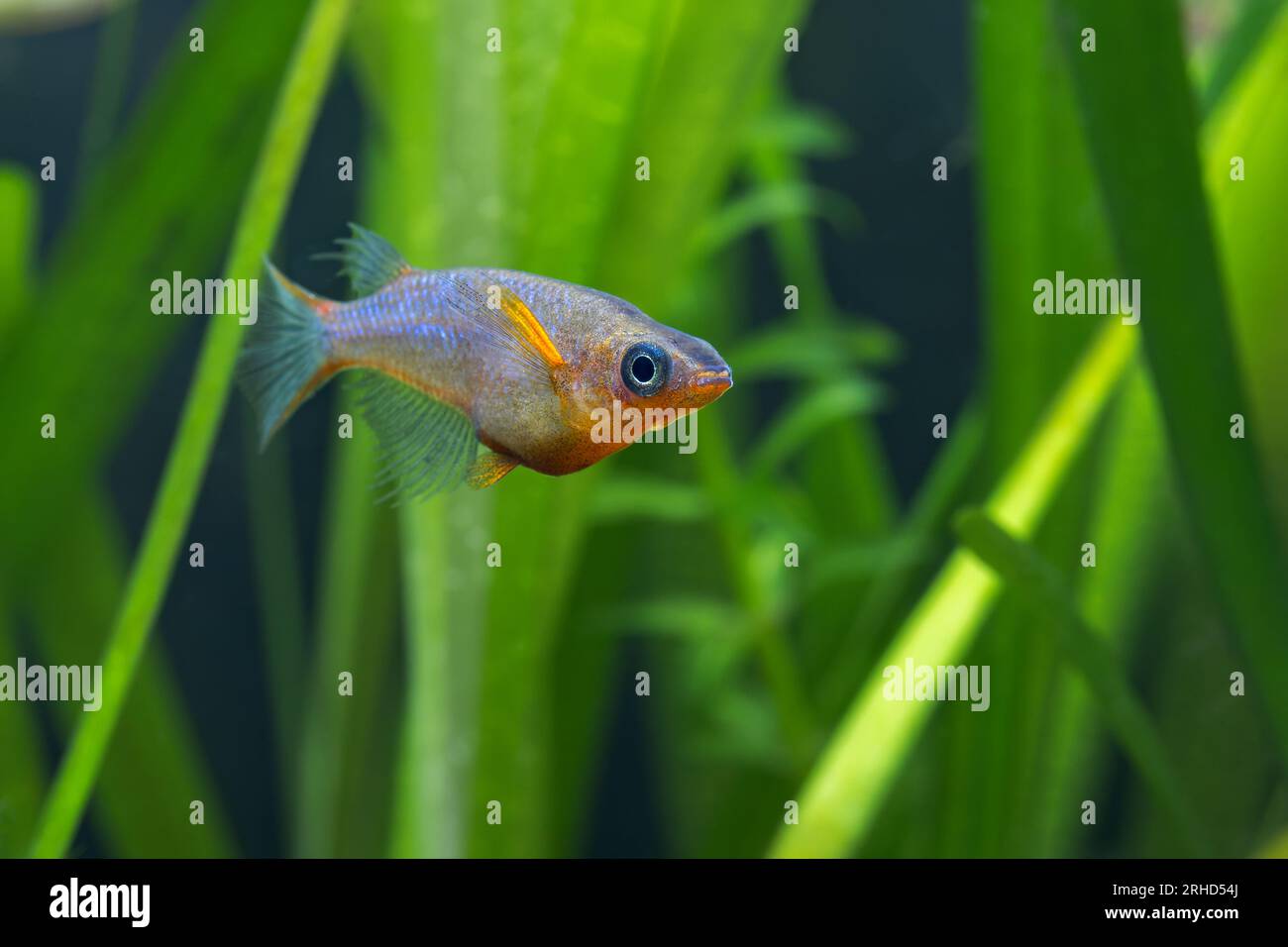 Aquaria hi-res stock photography and images - Alamy
