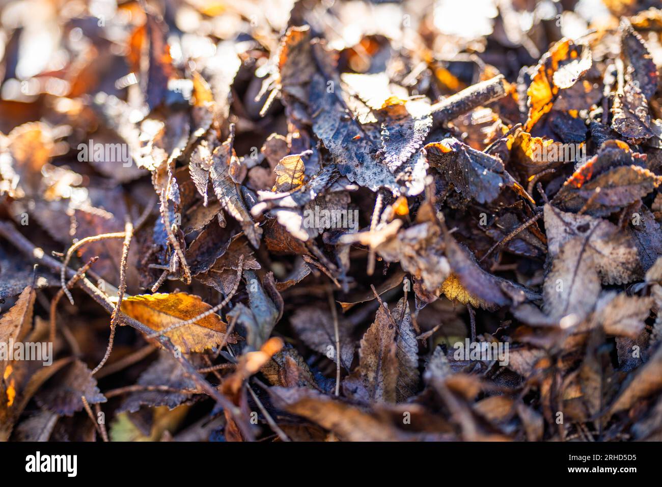 Ready to use compost hi-res stock photography and images - Alamy