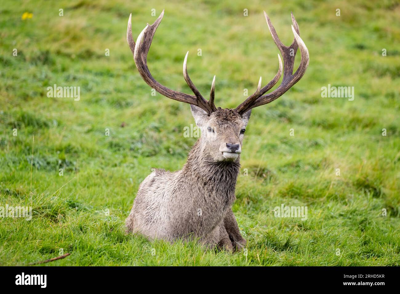 Cervus hanglu hanglu hi-res stock photography and images - Alamy
