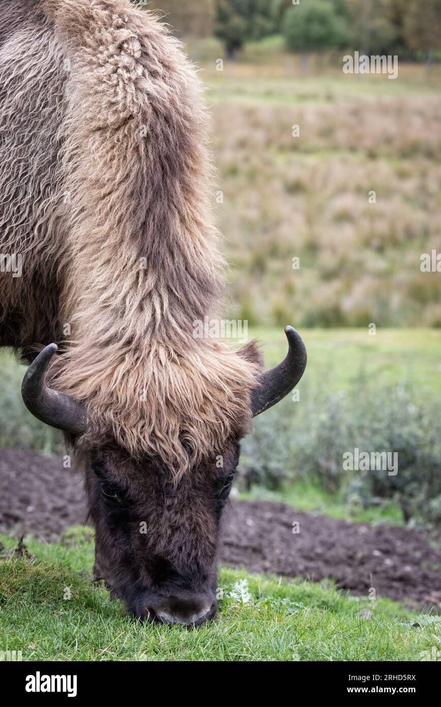European bison [ Bison bonasus ] in Highland wildlife park Stock Photo ...