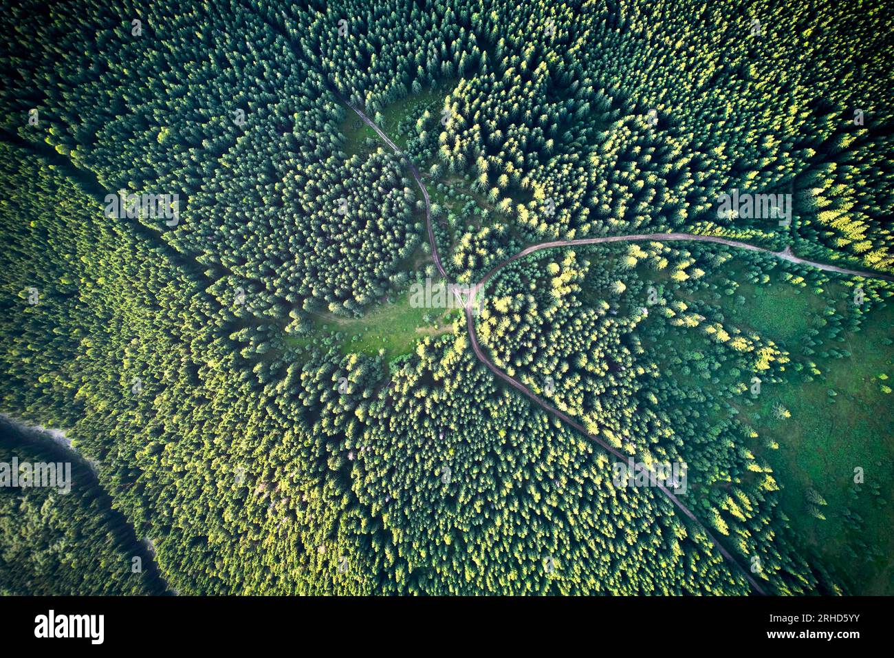 Aerial drone view of alpine coniferous forest with green trees and ...