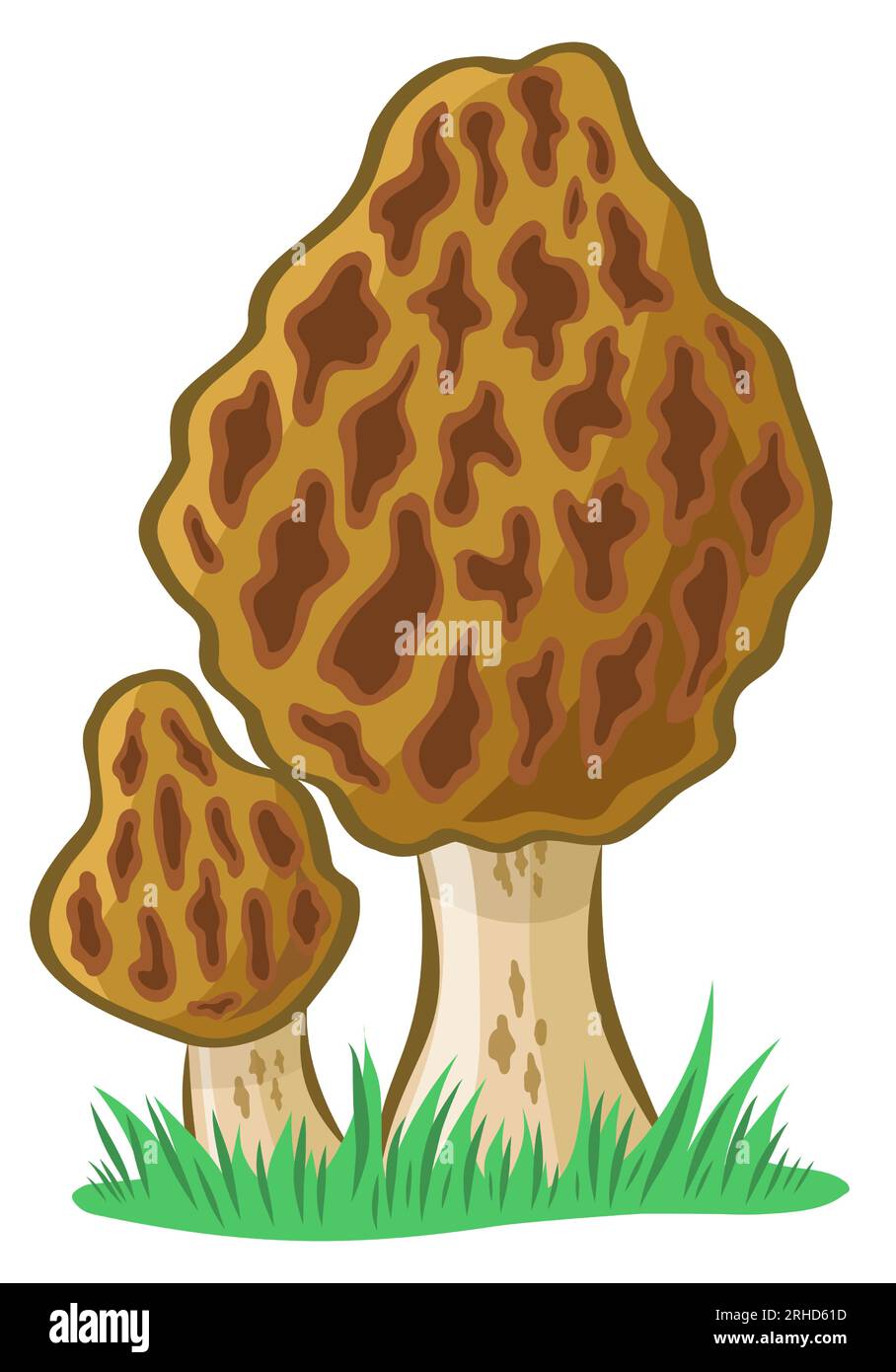 Morel mushroom vector image without background Stock Vector Image & Art ...