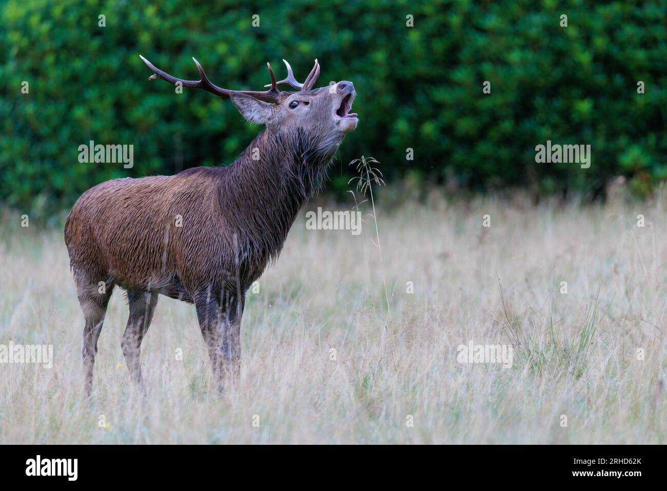 Red Deer stag [ Cervus elaphus ] calling from grassy field Stock Photo ...