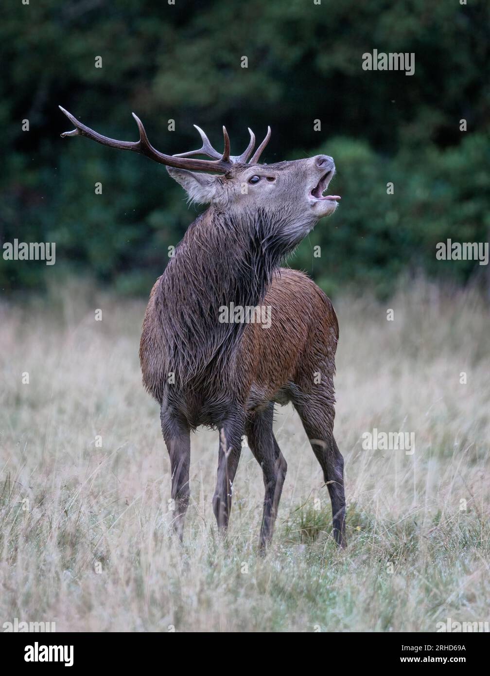 Red Deer stag [ Cervus elaphus ] calling from grassy field Stock Photo ...