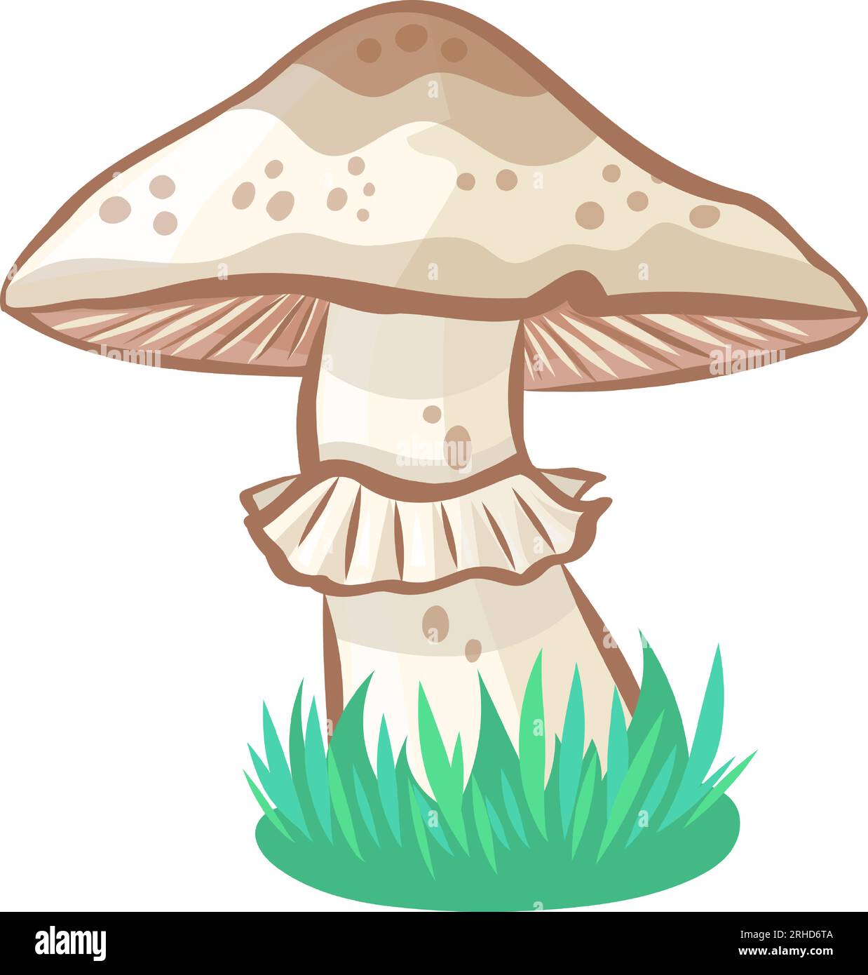 Wild mushroom white cap Stock Vector Images - Alamy