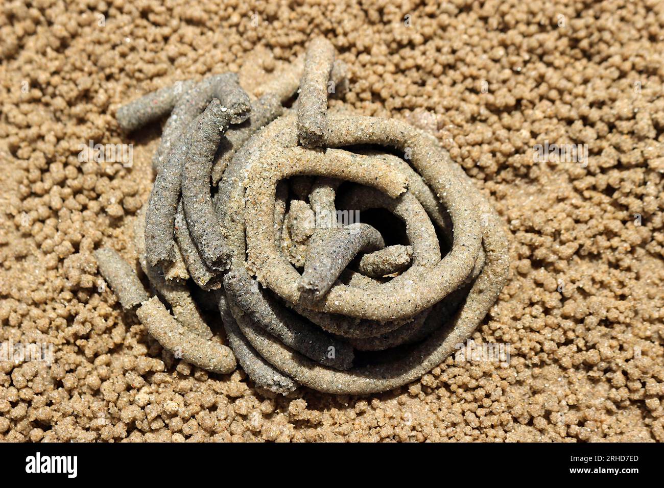 The dung of sea worms roll in a circle on the sand. There are small ...
