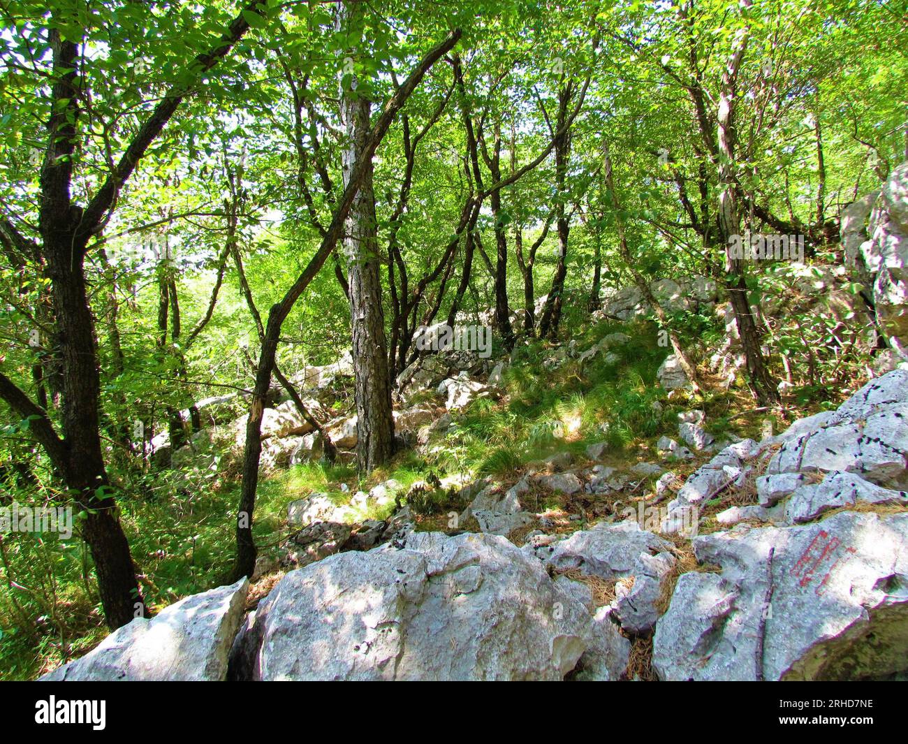 Broadleaf, temperate, deciduous forest with grass covering the ground ...