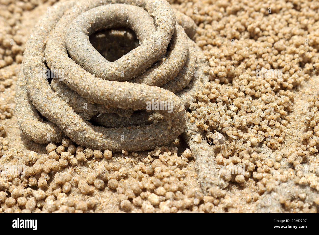 The dung of sea worms roll in a circle on the sand. There are small ...