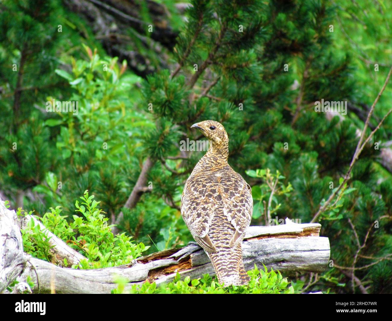 Rock ptarmigan (Lagopus muta) medium sized bird of the grouse family ...