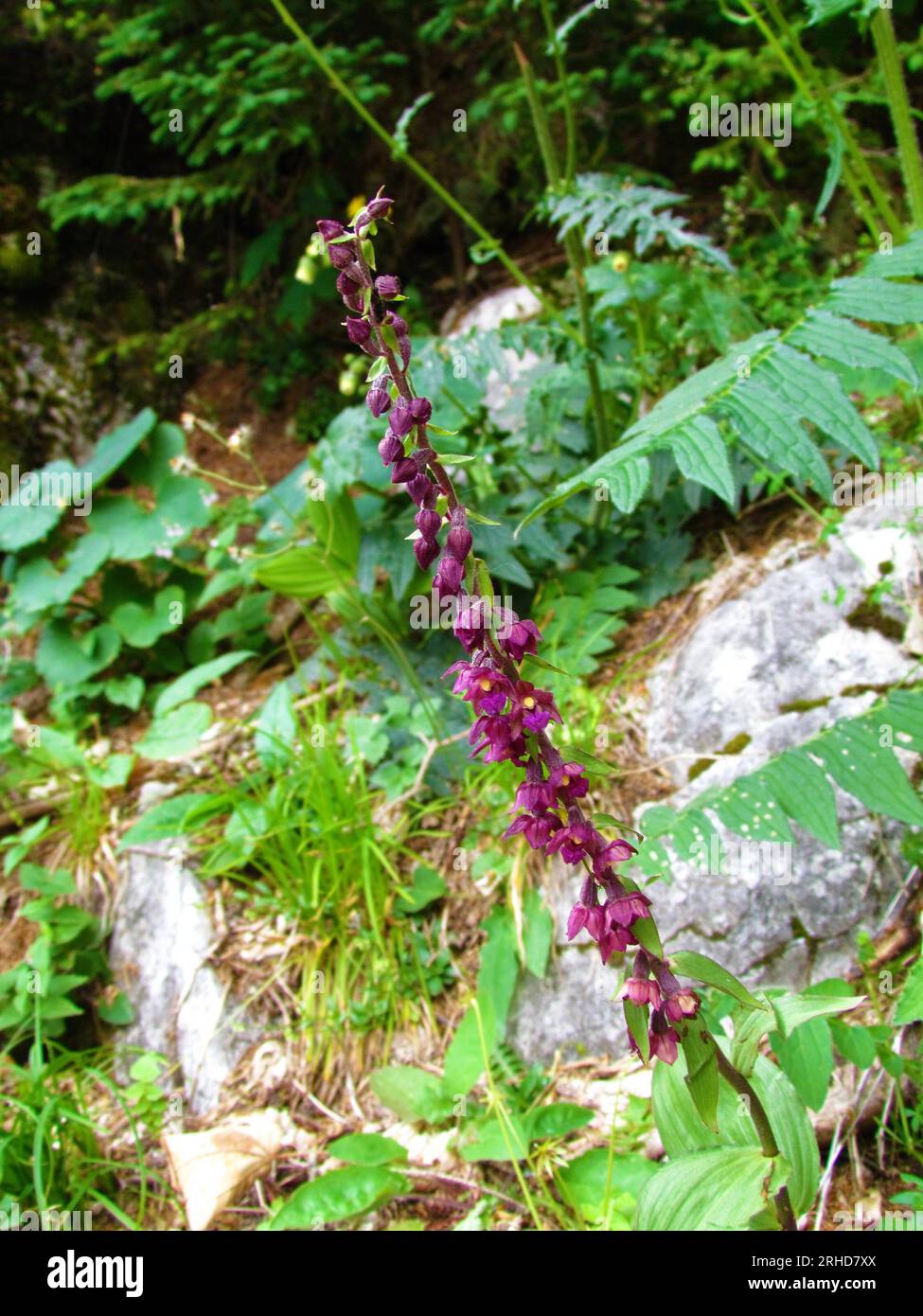Dark red helleborine orchid hi-res stock photography and images - Alamy