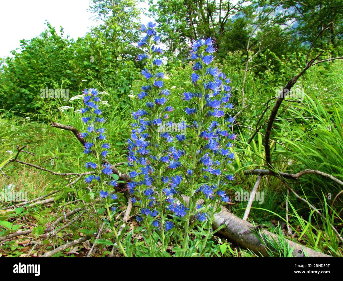 Blue viper's bugloss (Echium vulgare) flowers Stock Photo - Alamy