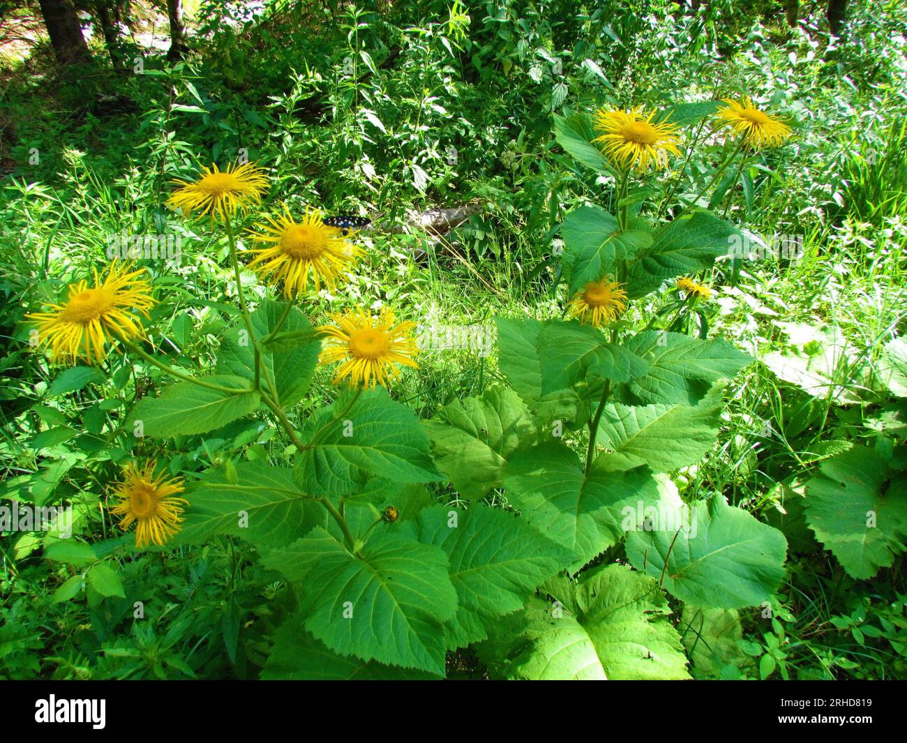 Yellow ox-eye daisy (Telekia speciosa) flowers Stock Photo - Alamy