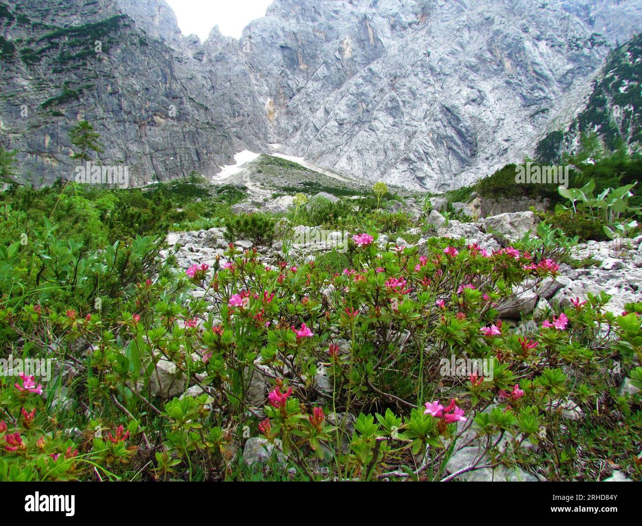 Hairy alpenrose (Rhododendron hirsutum) pink wildflowers and alpine ...