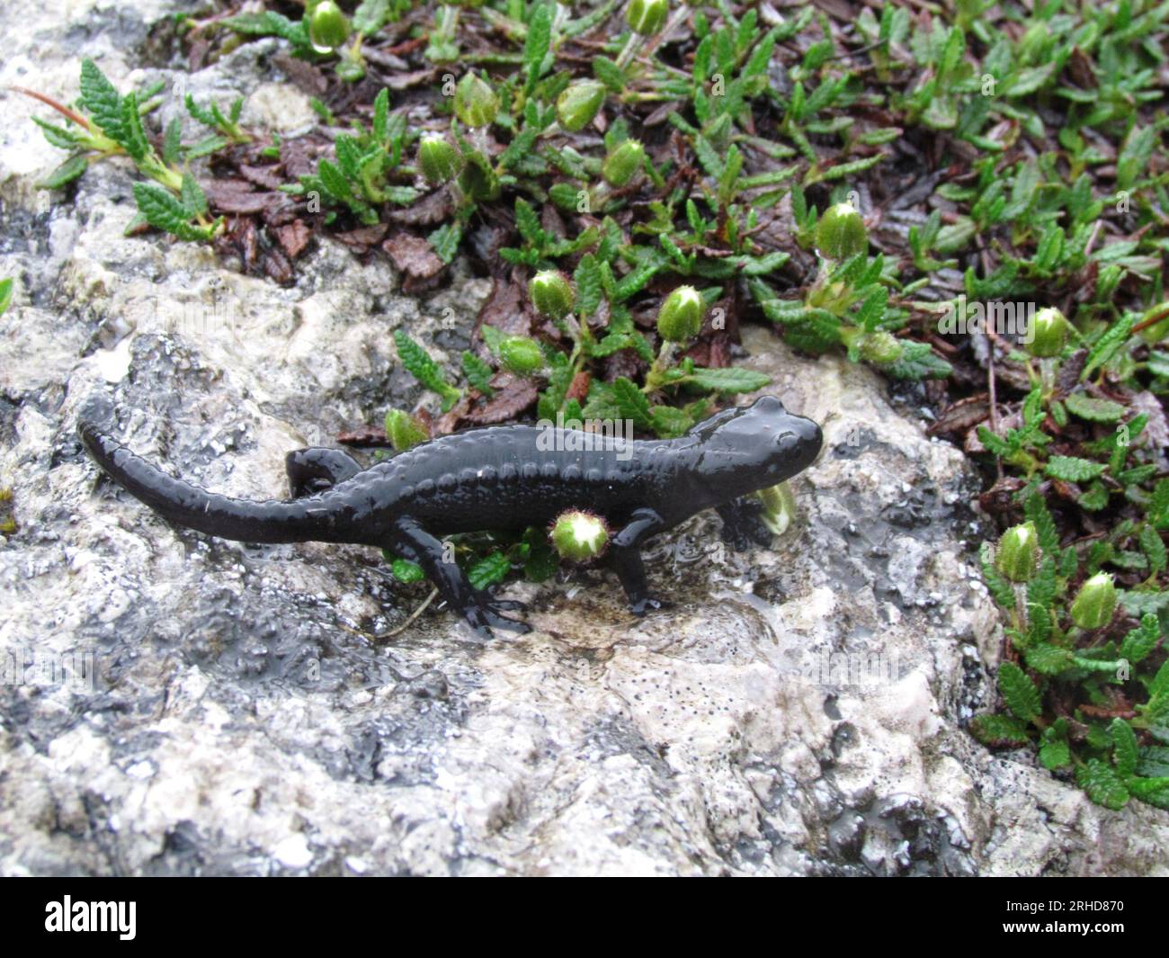 Black alpine salamander (Salamandra atra) wild animal Stock Photo - Alamy