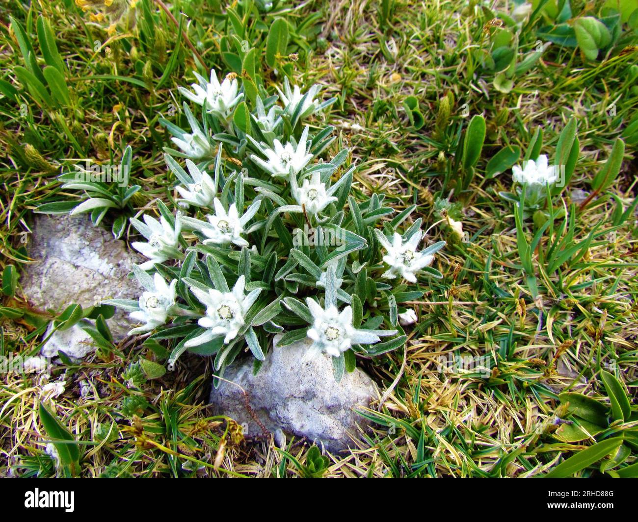 White edelweiss (Leontopodium nivale) flowers mountain flowers Stock ...