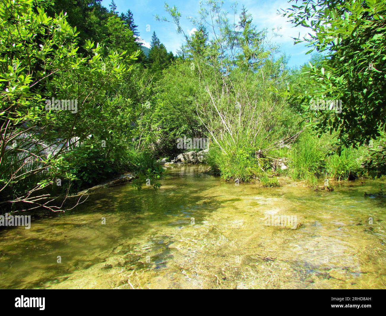Shallow water pool surrounded by lush bush vegetation near Great Soca gorge in Trenta valley ...