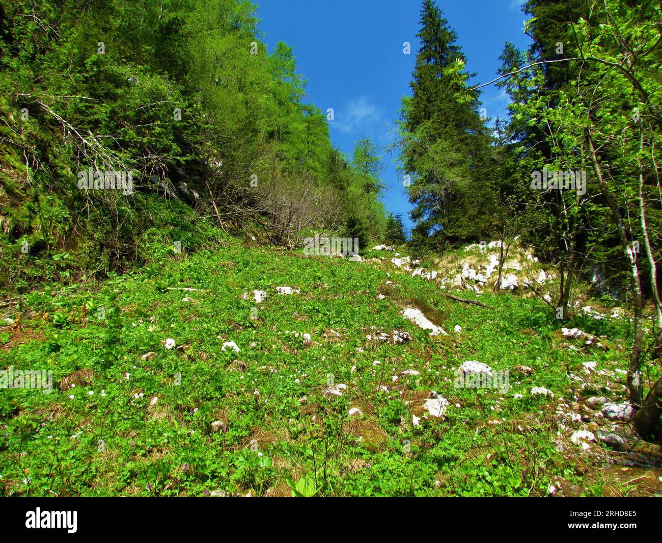 Spring vegetation of larix hi-res stock photography and images - Alamy
