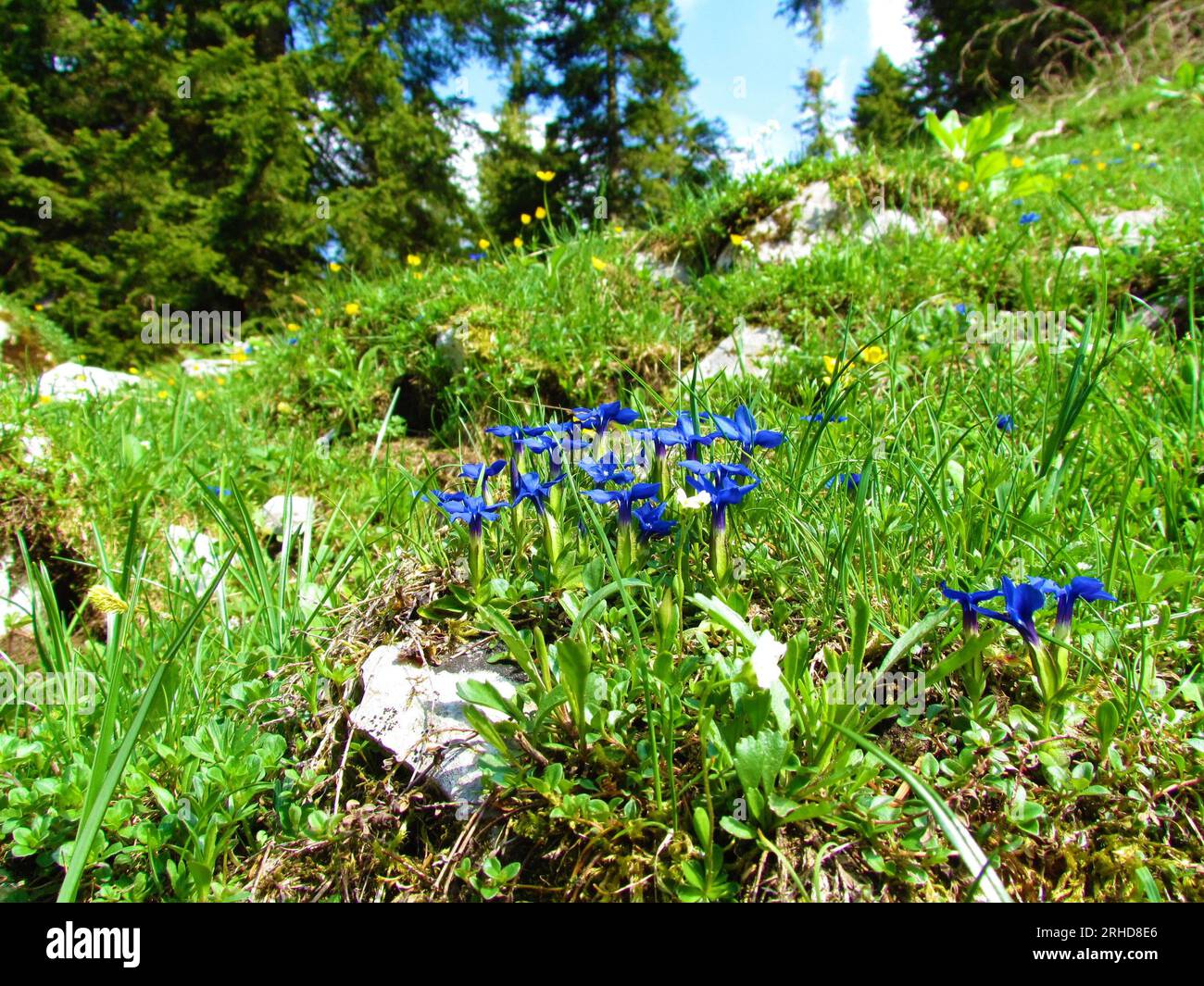 Group of blue spring gentian (Gentiana verna) flowers Stock Photo - Alamy