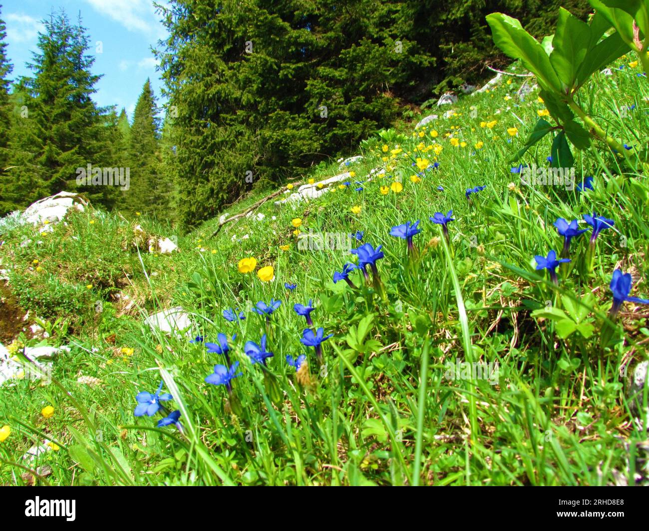 Group of blue spring gentian (Gentiana verna) flowers Stock Photo - Alamy