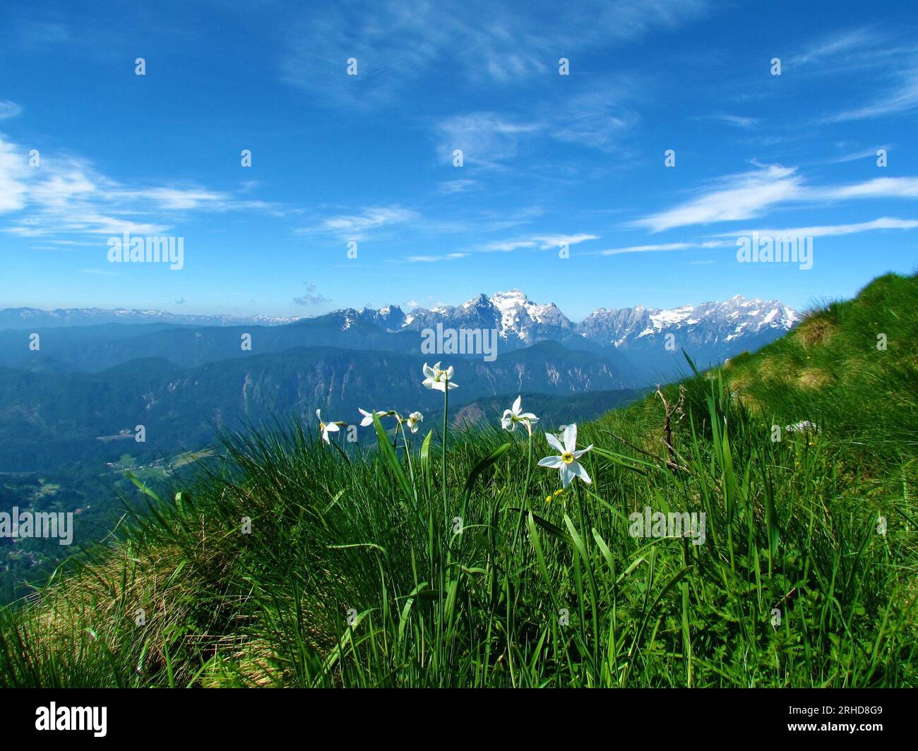 White poet's daffodil (Narcissus poeticus) flowers and Triglav mountain ...