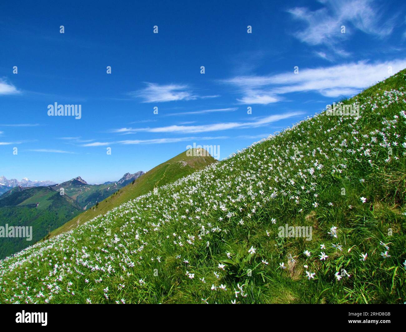 White poet's daffodil (Narcissus poeticus) flowers and the top of ...