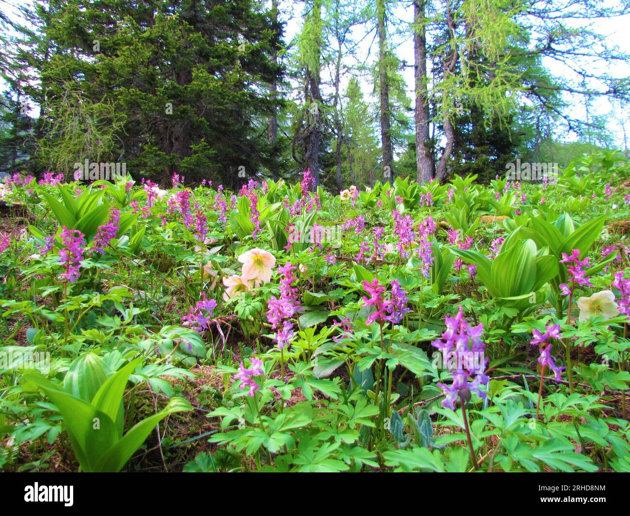 Colorful wild garden with pink Hollow root (Corydalis cava) flowers ...