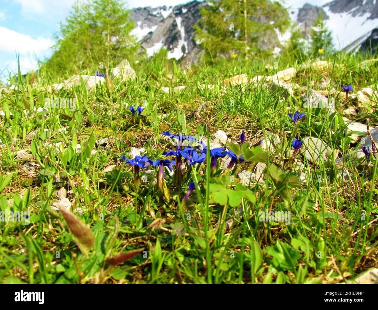 Blue spring gentian (Gentiana verna) flowers Stock Photo - Alamy