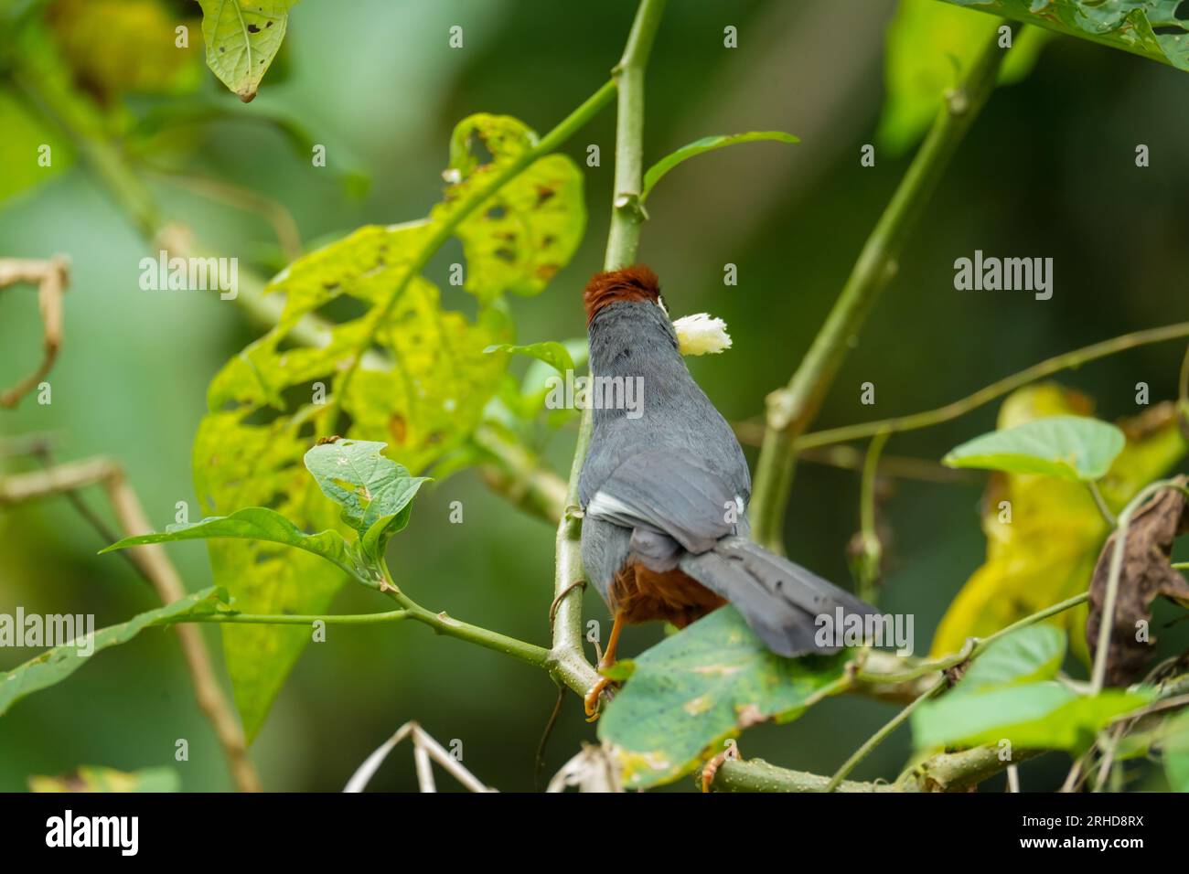Chestnut-capped Laughingthrush (Garrulax mitratus) bird holds the fruit ...