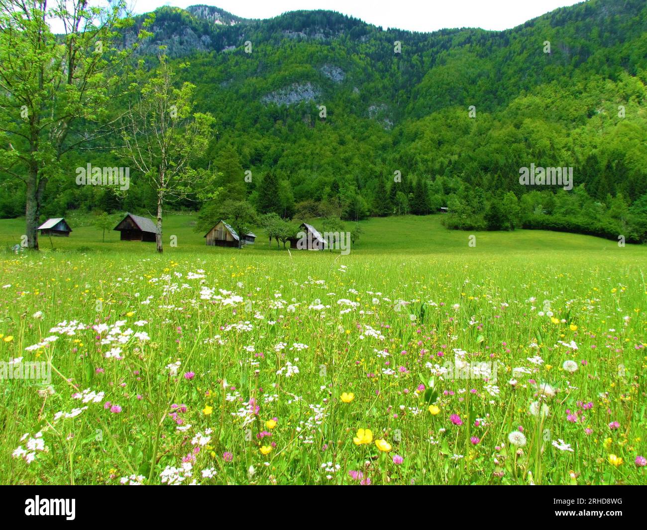 Meadow with white, yellow and pink flowers and forest covered hills and ...
