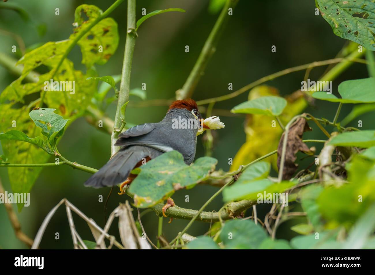 Chestnut-capped Laughingthrush (Garrulax mitratus) bird holds the fruit ...