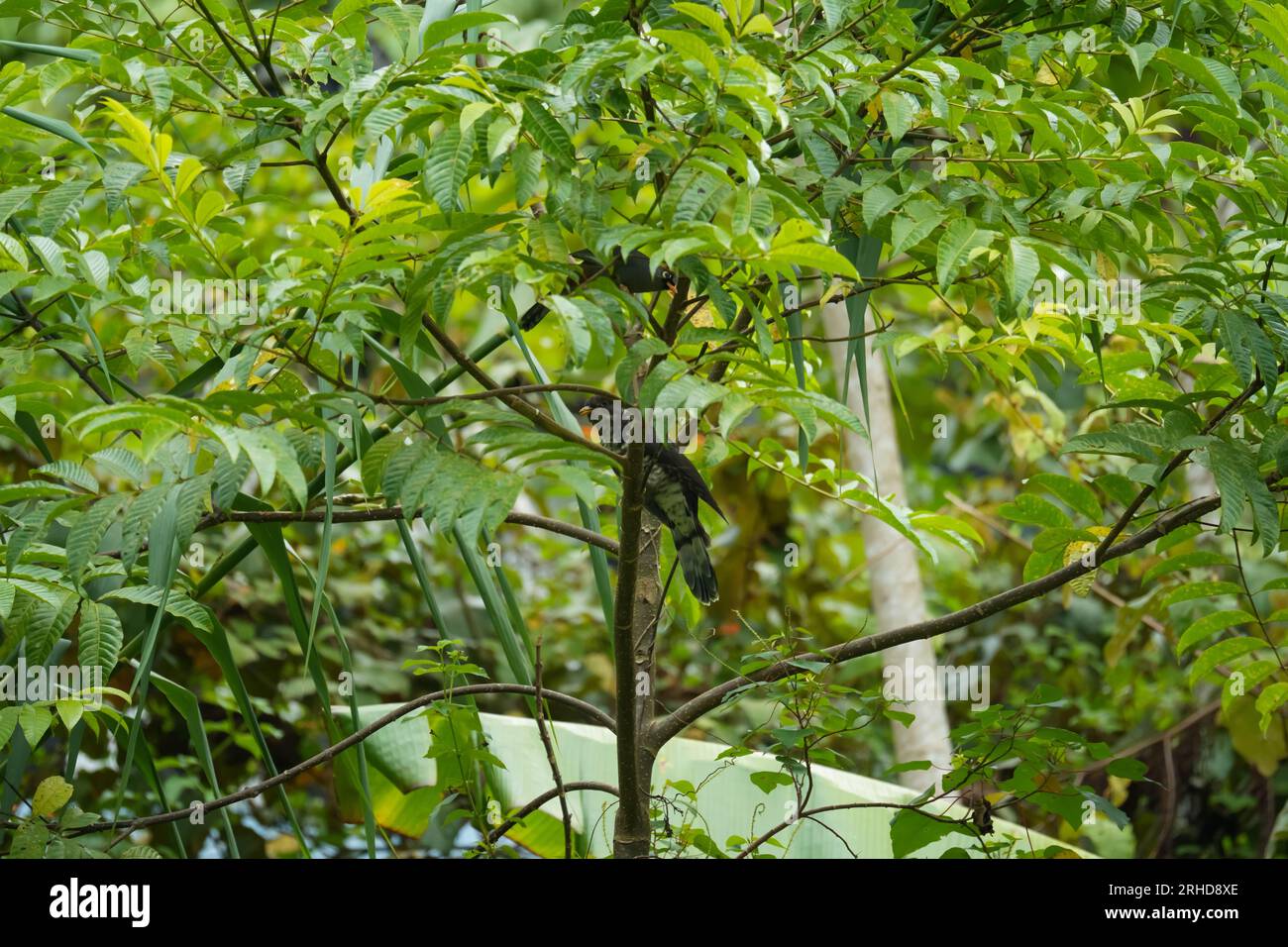 The common hawk-cuckoo (Genus Hierococcyx), grey to brown camouflage ...