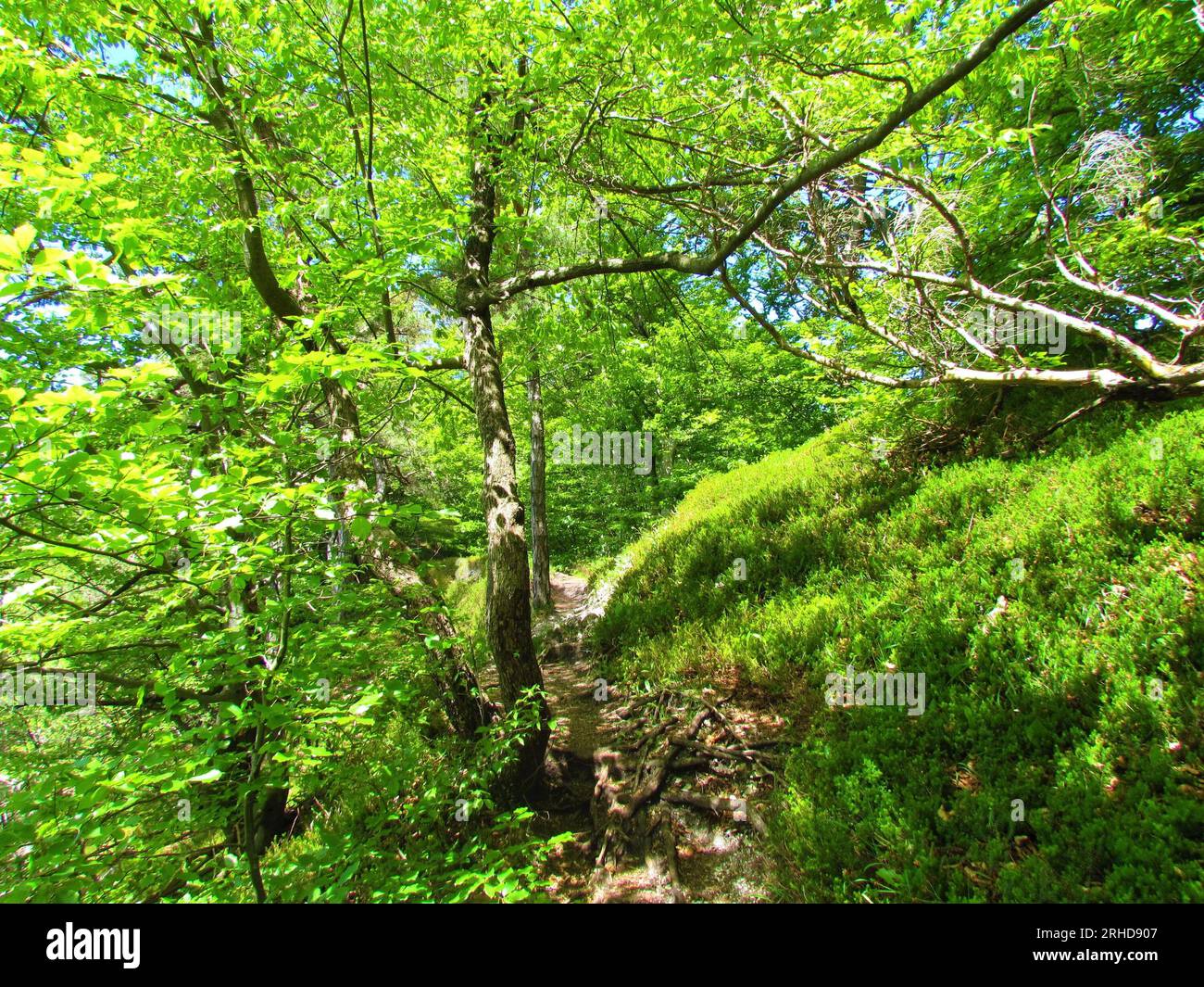 Hiking trail leading through a temperate, deciduous, broadleaf forest ...