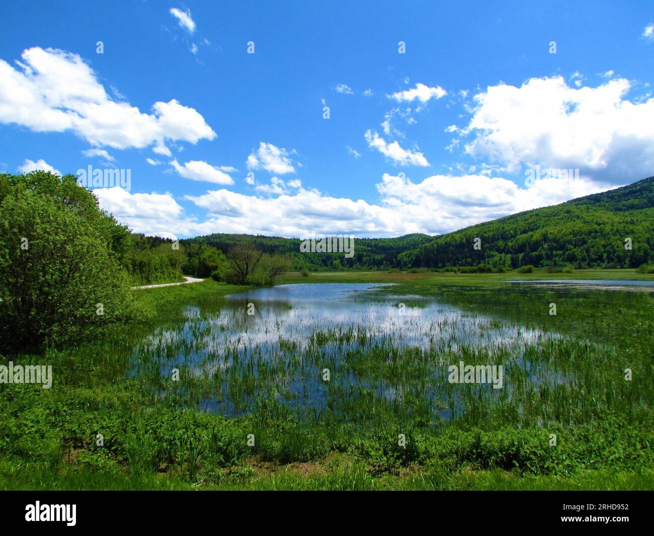 Beautiful marsh at lake Cerknica in Notranjska, Slovenia with aquatic ...