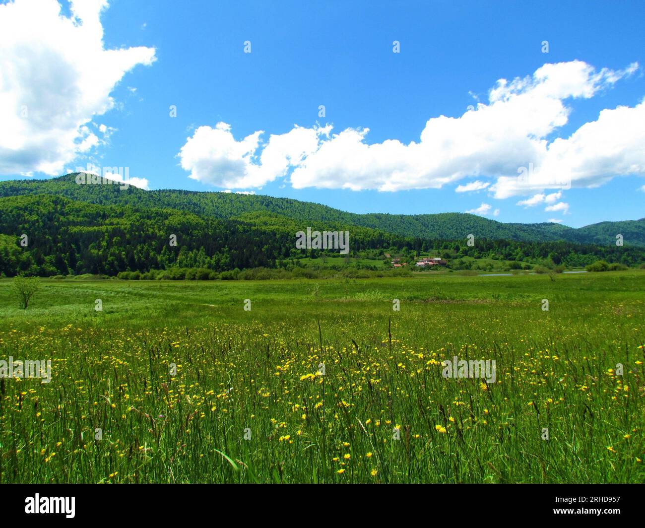 Javorniki mountains covered in mixed conifer and broadleaf forest in ...