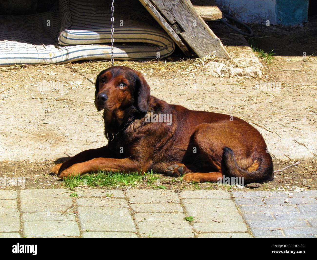 Sad looking brown colored dog tied to a chain Stock Photo - Alamy