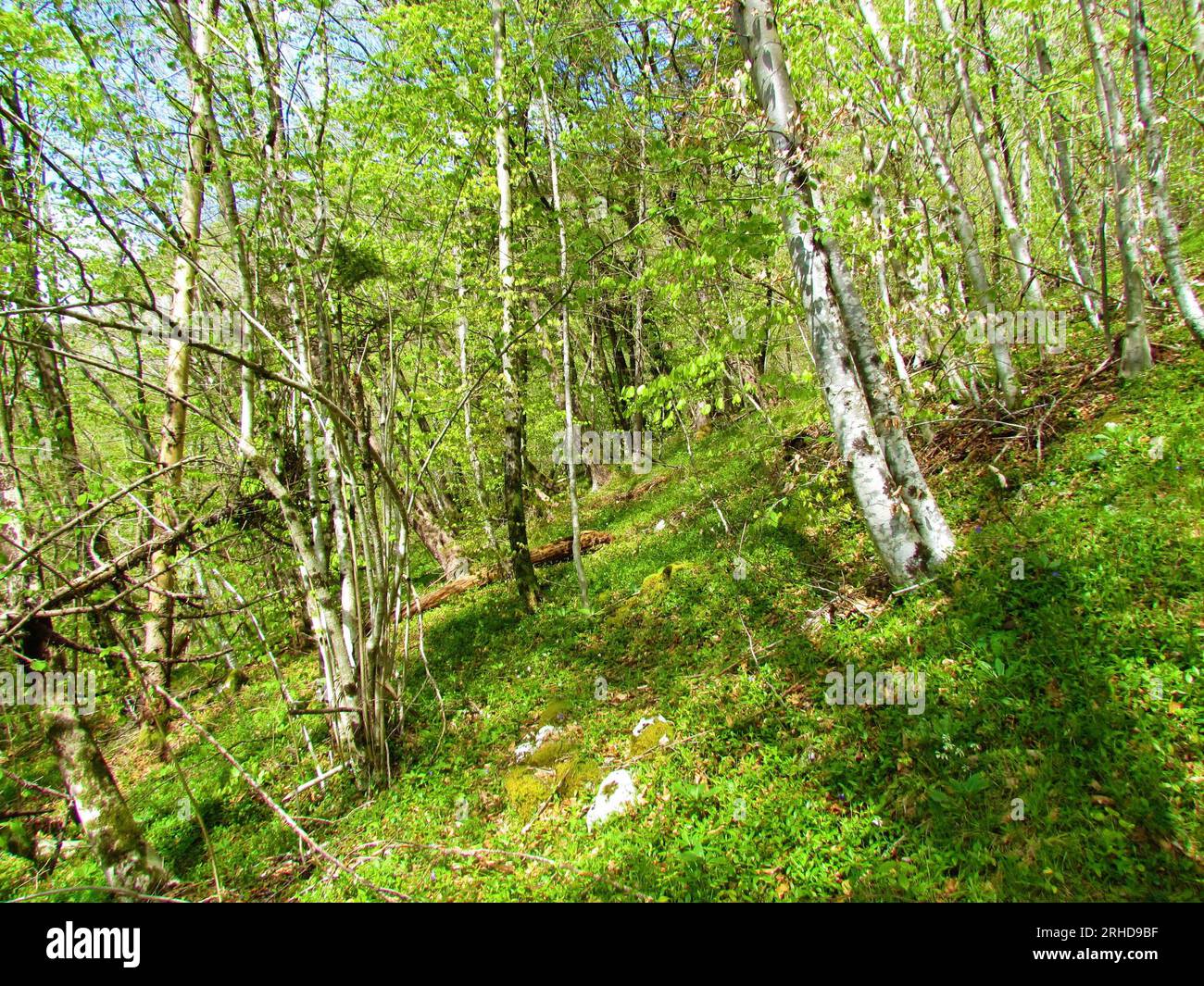 Beautiful temperate, deciduous, broadleaf forest in spring with lush ...