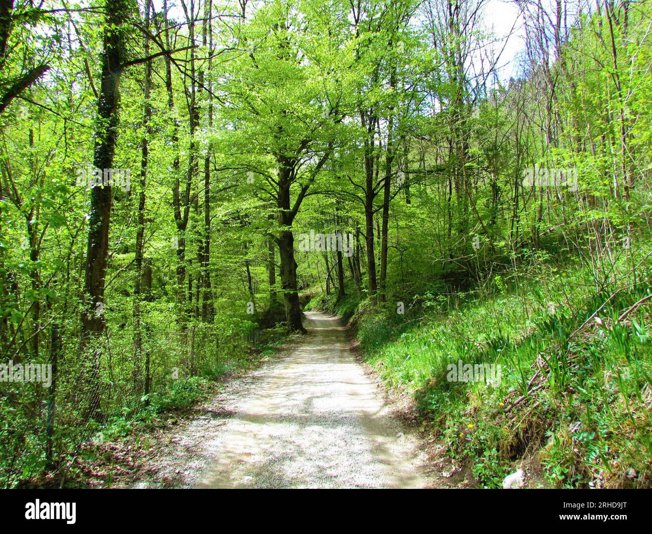 Gravel road leading through a broadleaf, deciuouds, temperate forest in ...