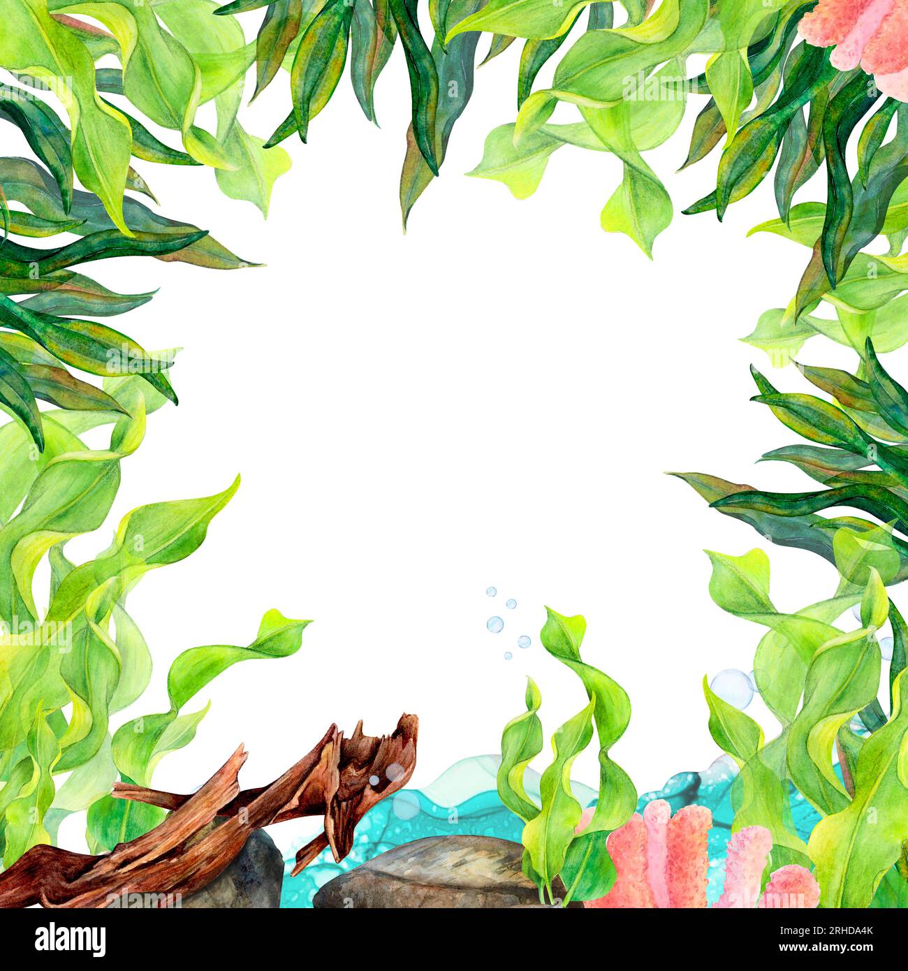 Watercolor drawing frame from dark and light green ribbon algae ...