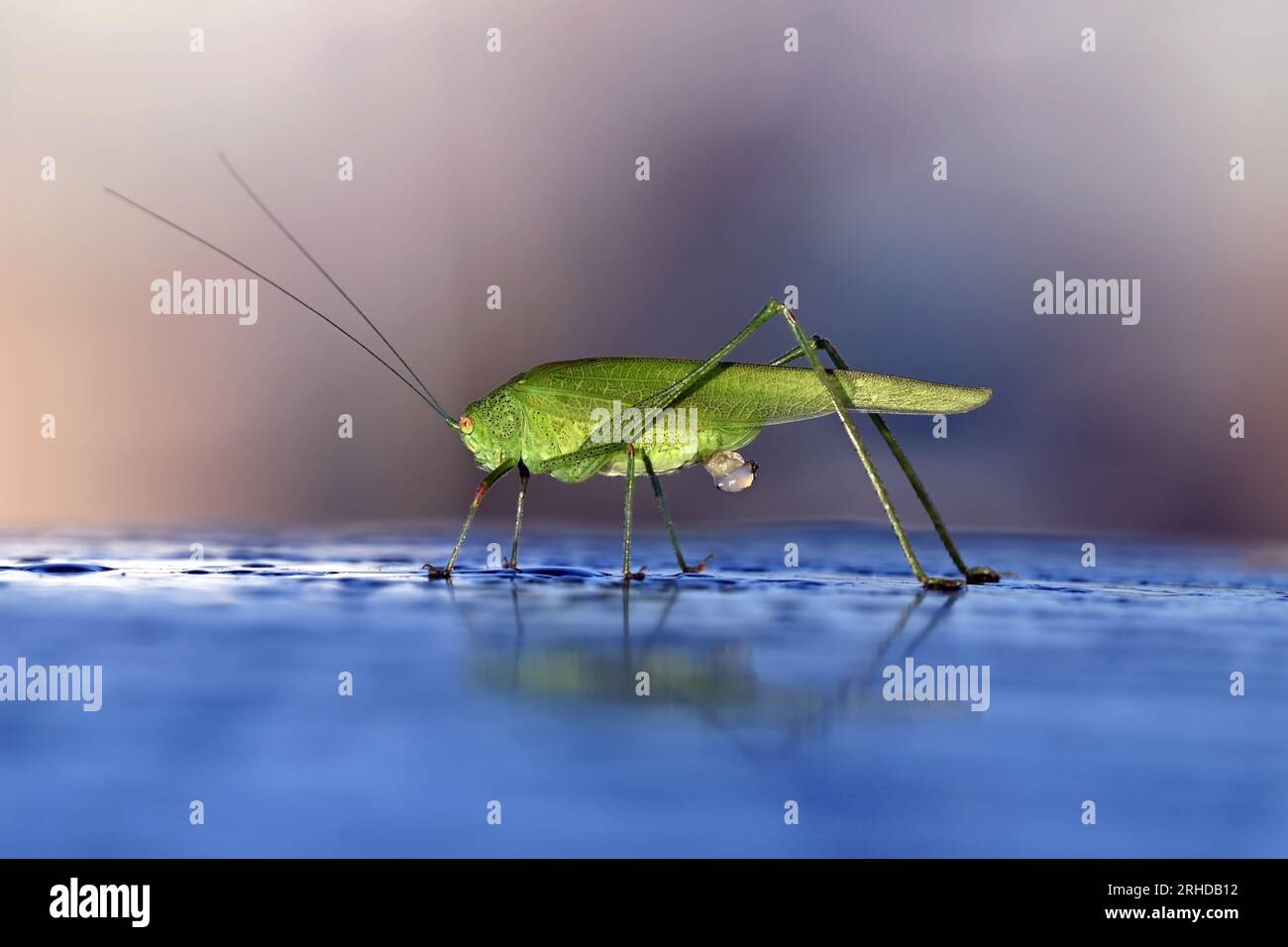 Close-up of isolated green grasshopper on blue reflective surface with ...