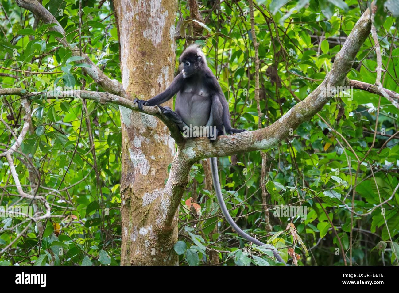 Dusky leaf monkey or spectacled langur (Trachypithecus obscurus ...