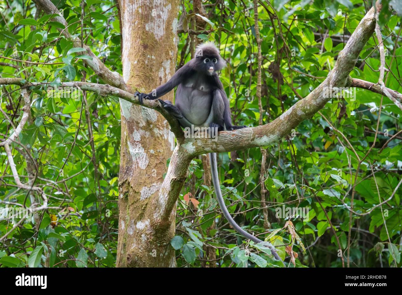 Dusky leaf monkey or spectacled langur (Trachypithecus obscurus ...