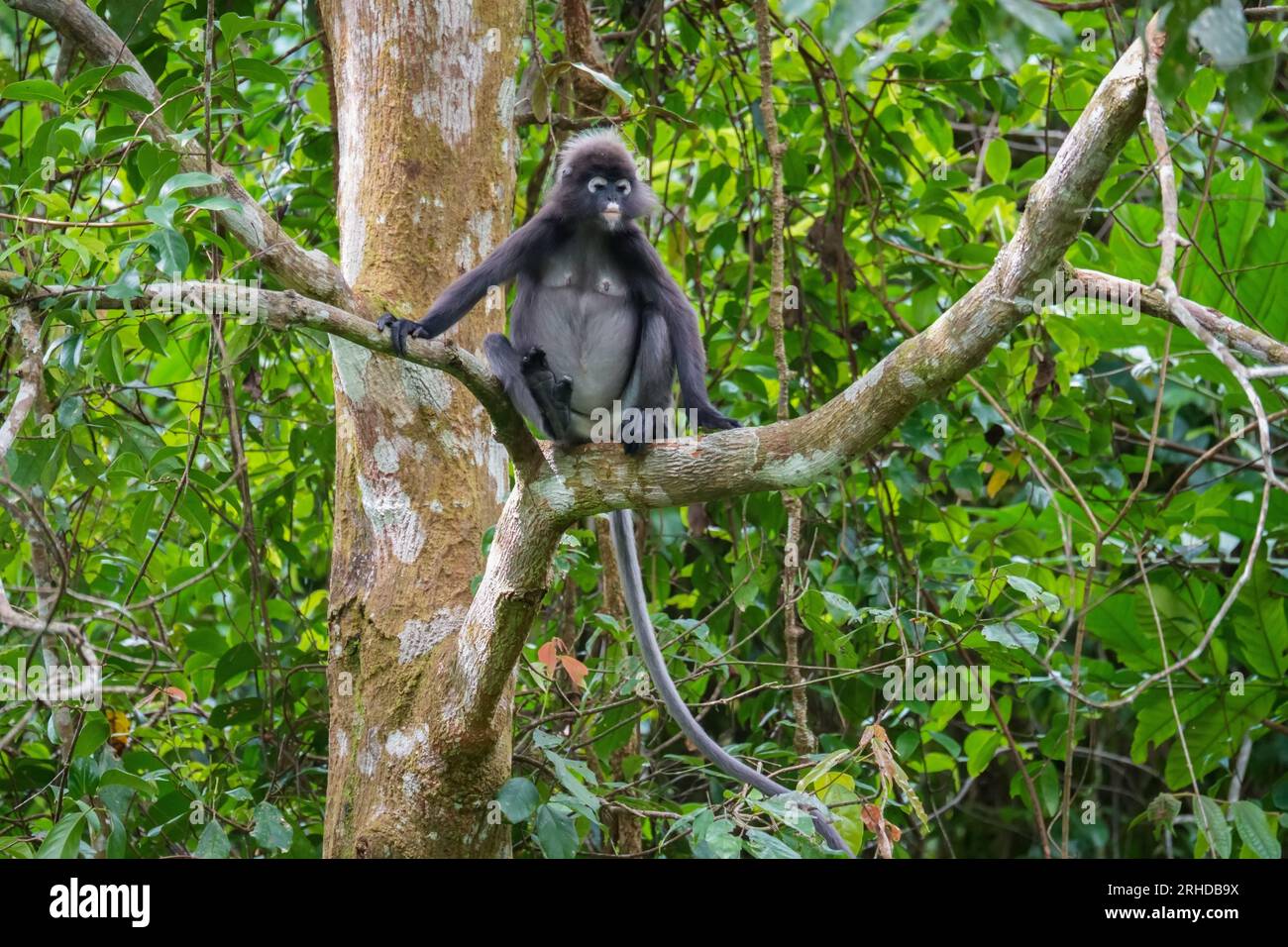 Dusky leaf monkey or spectacled langur (Trachypithecus obscurus ...