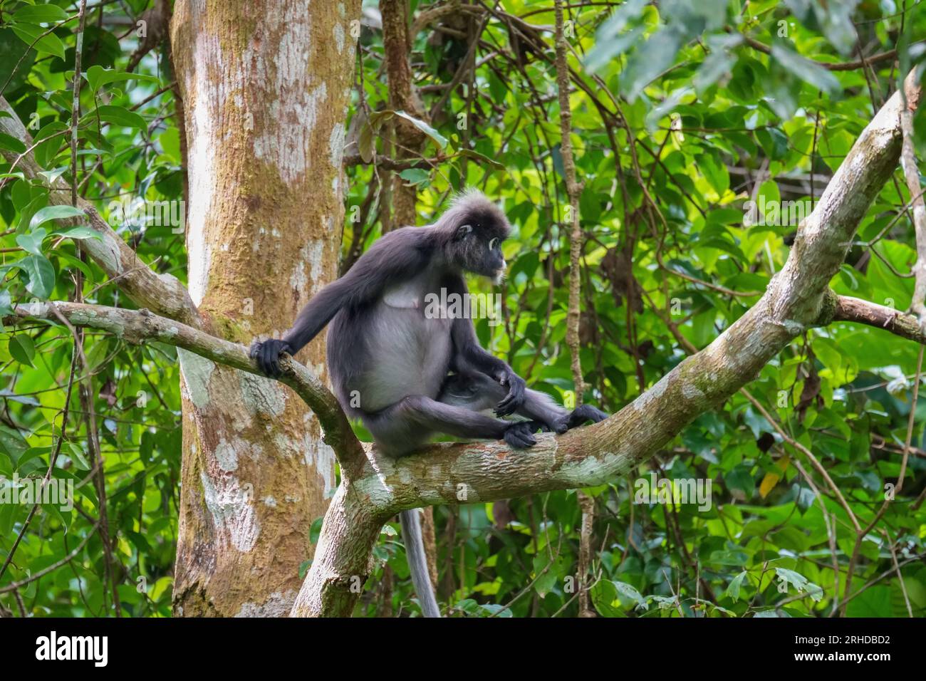 Dusky leaf monkey or spectacled langur (Trachypithecus obscurus ...