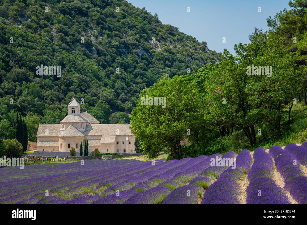Senanque Abbey Gordes Provence Lavender fields Notre-Dame de Senanque ...